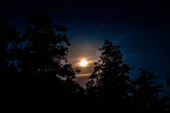 Full moon between trees stock photo. Image of detail - 196887344