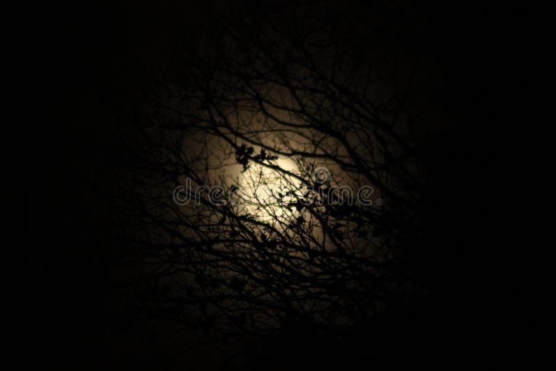 The Full Moon between Trees at Night. Stock Image - Image of wolf ...