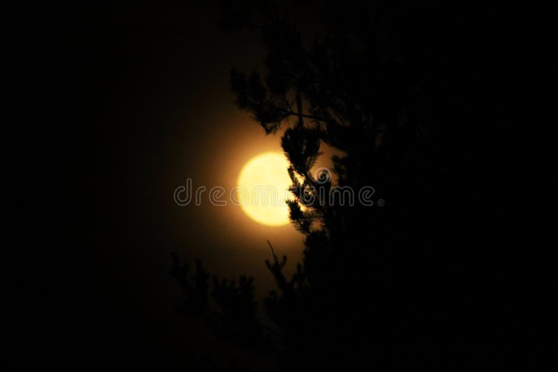 The Full Moon between Trees at Night. Stock Image - Image of darkness ...