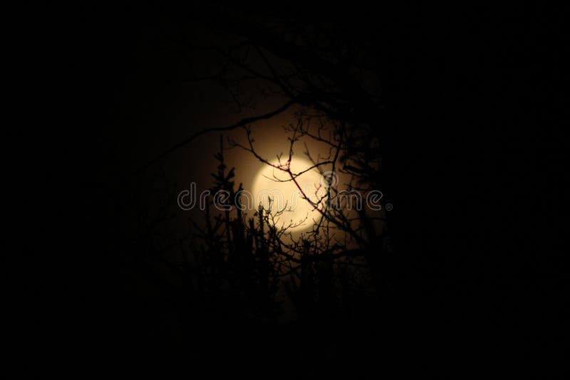 The Full Moon between Trees at Night. Stock Photo - Image of phase ...