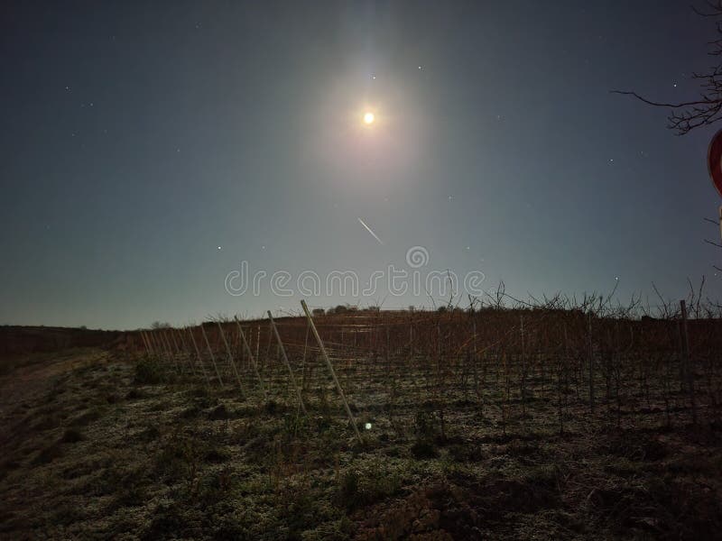 Full Moon Vineyard stock photo. Image of tree, light - 237602928