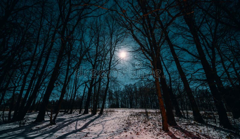 Full Moon in the Winter Forest Sky Stock Photo - Image of wood, nature ...