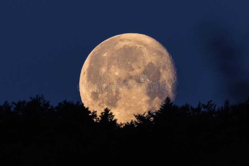 Full Moonset in Front of a Forest with Coniferous Trees Stock Photo ...