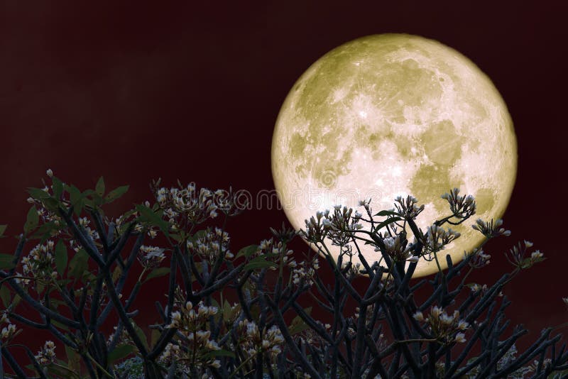 Oak tree at night stock photo. Image of night, acreage - 5587916