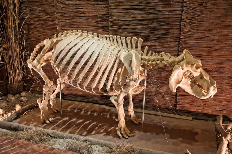 Full Hippopotamus Skeleton Statue on Display Editorial Photography ...