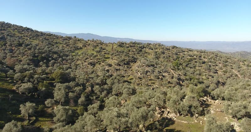 Full of Olive Tree on Mountain Aerial Stock Video - Video of green ...