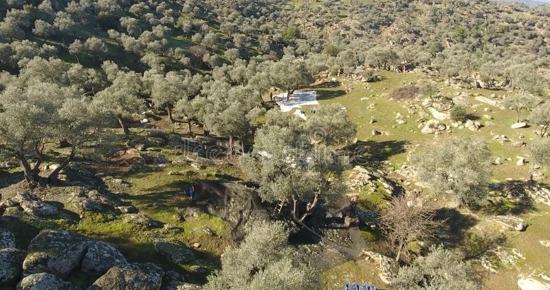 Full of Olive Tree on Mountain Aerial Stock Video - Video of green ...