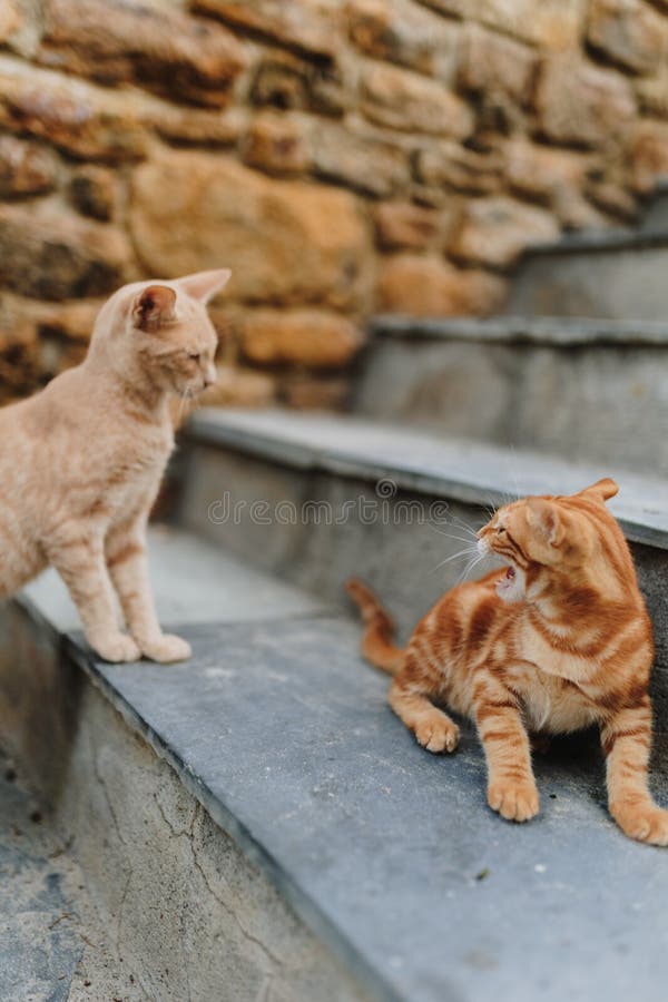 Full Outdoor Shot of Two Cats on Stone Steps Stock Image - Image of ...