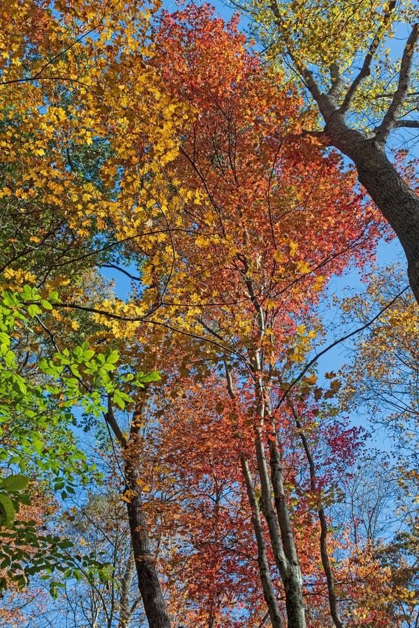 Full Palette of Colors in the Forest Canopy Stock Photo - Image of ...
