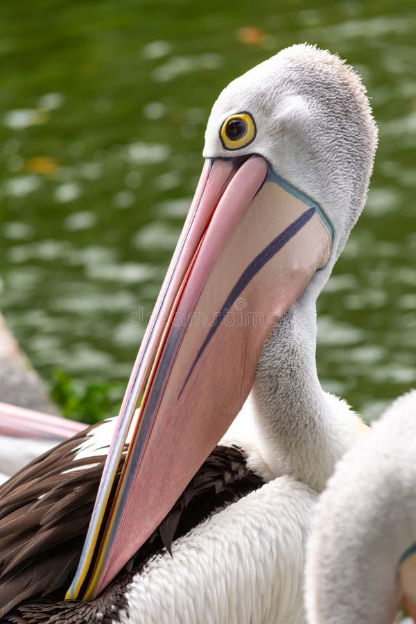 Full Pelican Bird Head with Feathers and Beak Details Stock Photo ...