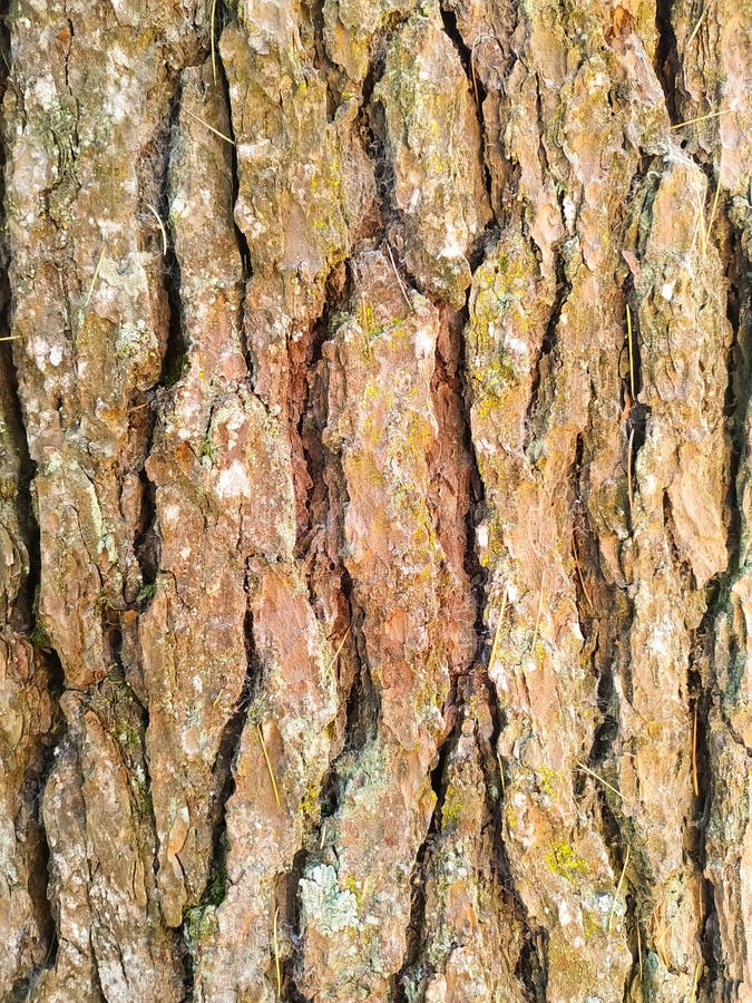 Full pine tree texture stock image. Image of background - 249837269