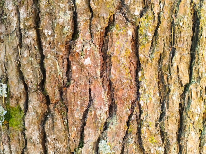 Full pine tree texture stock photo. Image of surface - 249837276