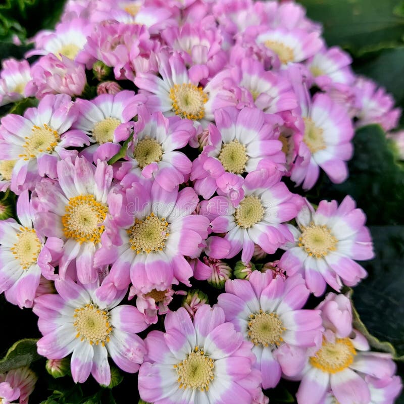 Full Pink and White Petals of Asteraceae Flowering Bush Stock Photo ...