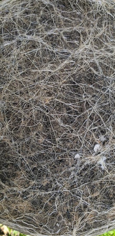 Full of plant roots stock photo. Image of roots, full - 269635576