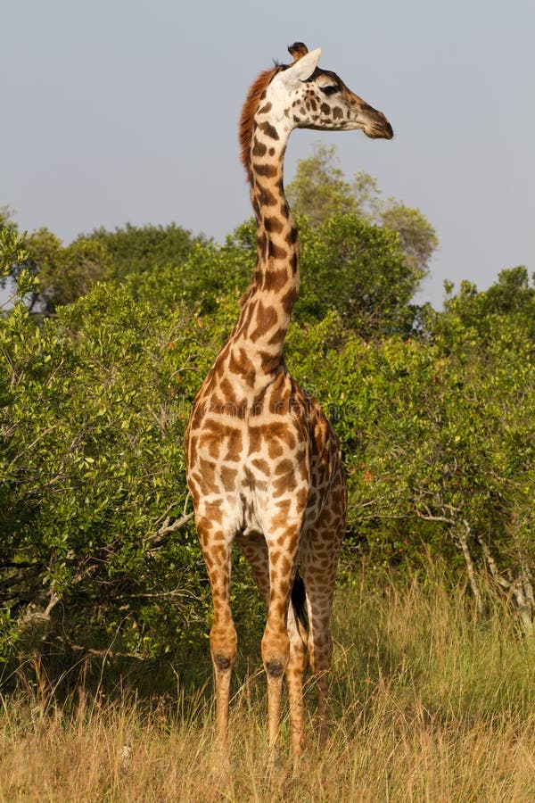 Full portrait of a giraffe stock photo. Image of giraffe - 20475968