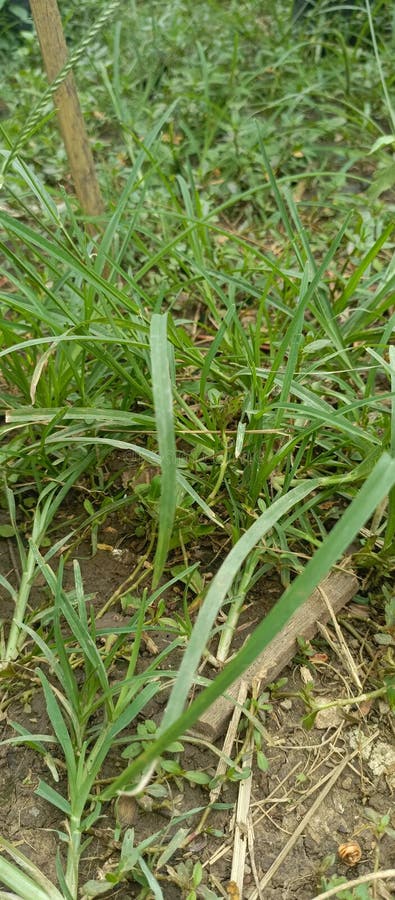 Full Potrait of Grass Pictured High Resolution 64mp Pixels Stock Image ...