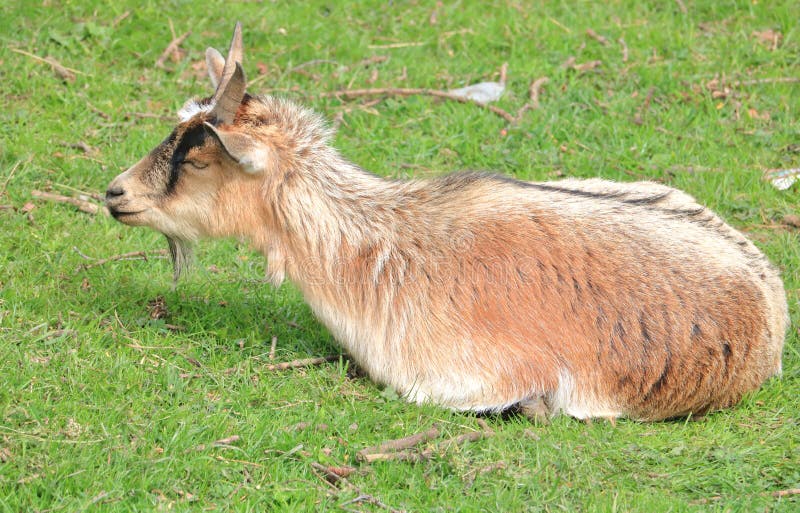 Full Profile Domestic Goat stock photo. Image of laying - 146424924