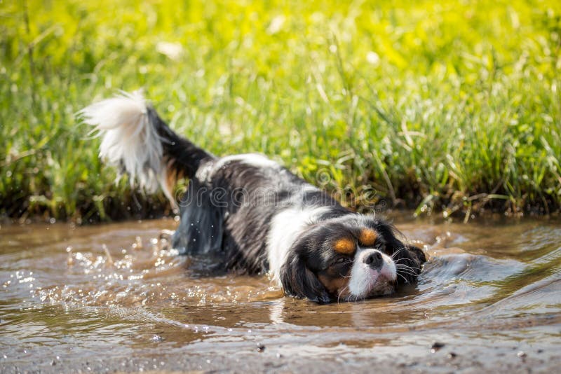 Brown puddle dog head stock image. Image of life, puppy - 50559331