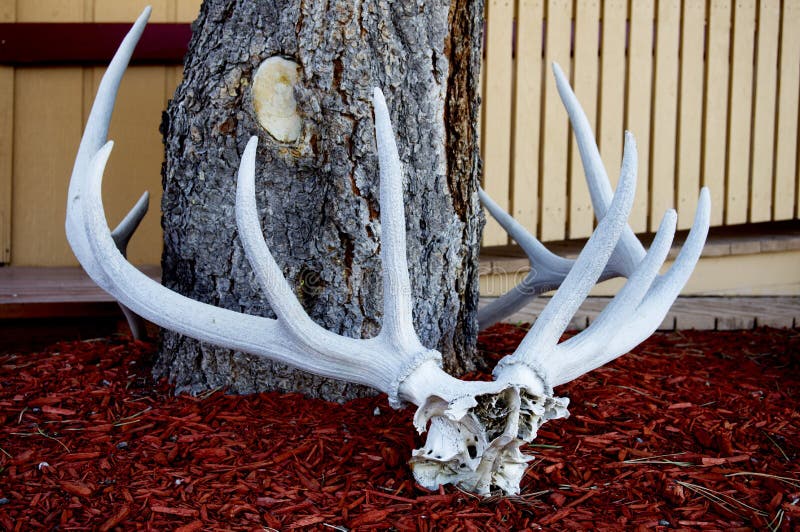 Full Rack of Elk Antlers Lay on Display. Stock Image - Image of nature ...