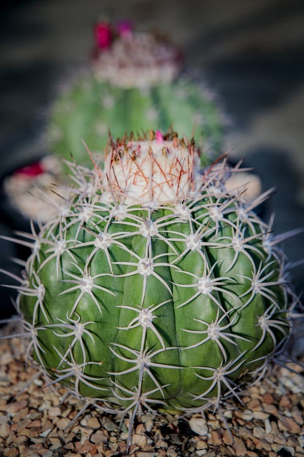 Full Range of Melocactus in Planting Pot Stock Photo - Image of needle ...