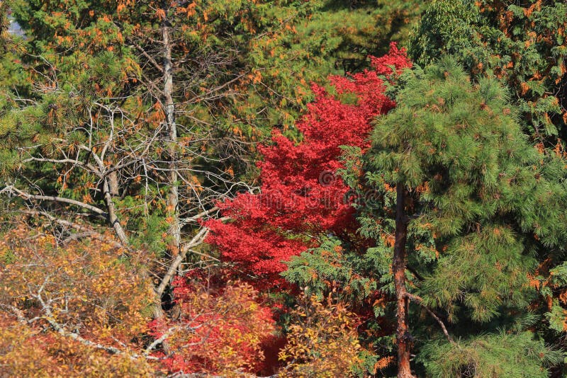 Full Red Leaves in Japan Garden at Kyoto Stock Photo - Image of beauty ...