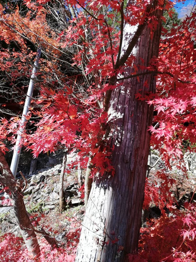 Full Red Maple Tree with Red Leaves Stock Image - Image of full, tree ...