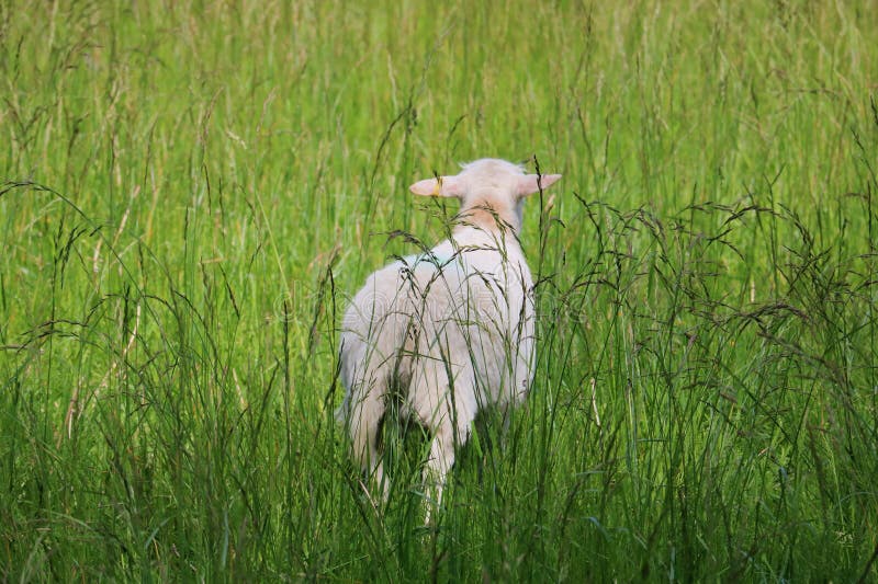 Full Reverse of Young Lamb in Tall Grass Stock Image - Image of farm ...