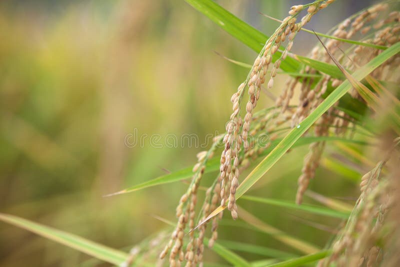 Full Rice in the Fields in the Harvest Season Stock Photo - Image of ...