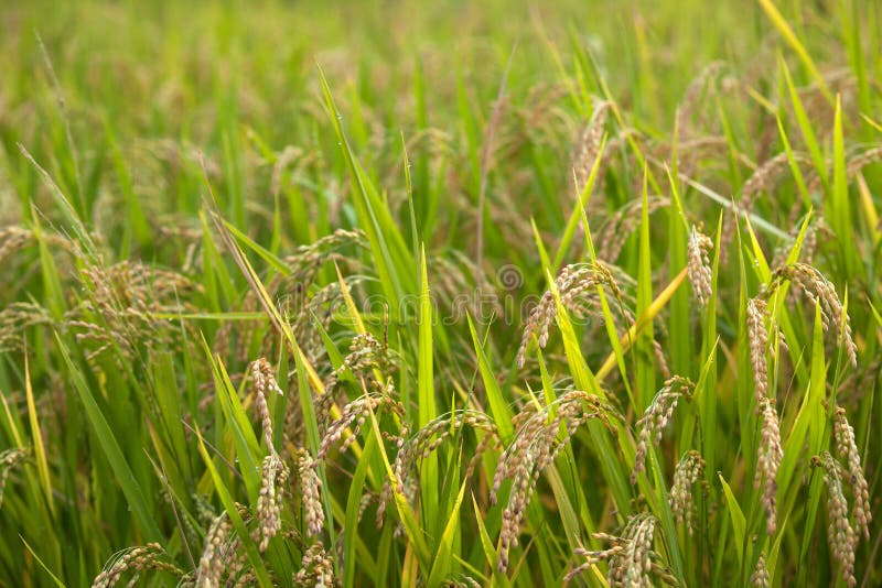 Full Rice in the Fields in the Harvest Season Stock Photo - Image of ...