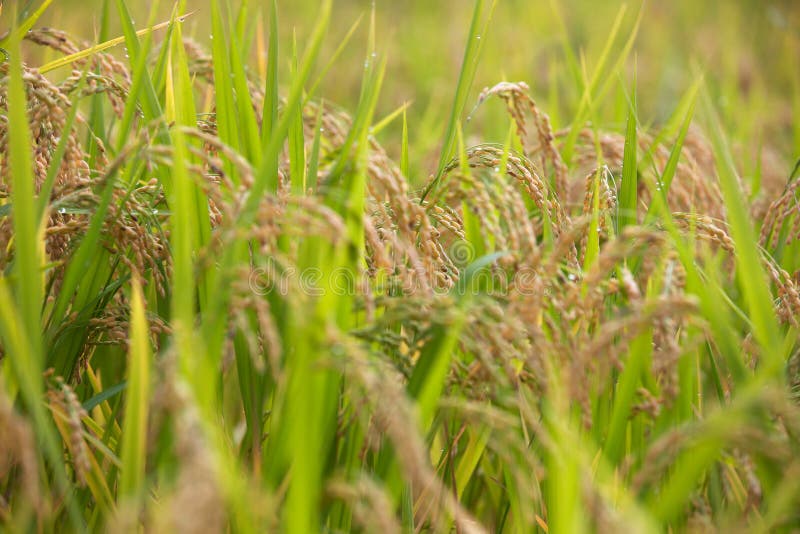 Full Rice in the Fields in the Harvest Season Stock Image - Image of ...