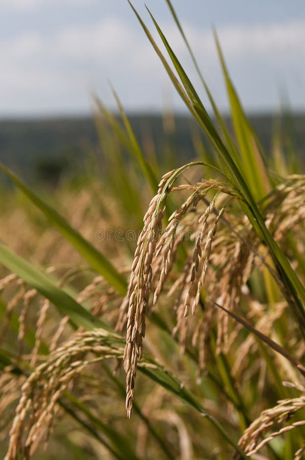 Full rice grains editorial stock photo. Image of lush - 16830398