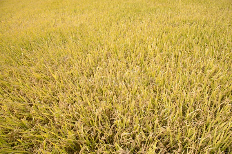 Full Ripen Golden Rice Paddy in Autumn Stock Image - Image of ...