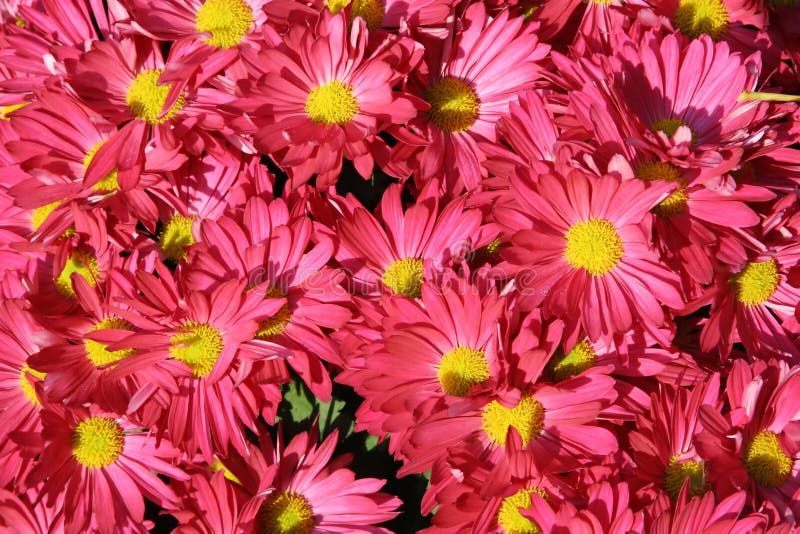 Full screen pink flowers stock image. Image of bunch, present - 502375