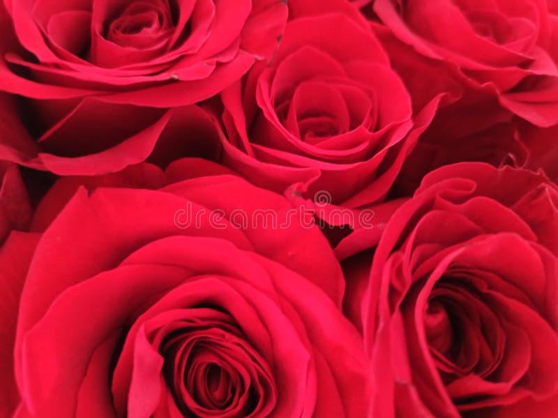 Full screen red roses stock photo. Image of screen, full - 172789134