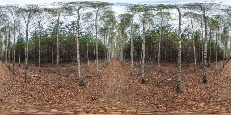 Full Seamless Hdri 360 Panorama Path through the Birch Alley among the ...
