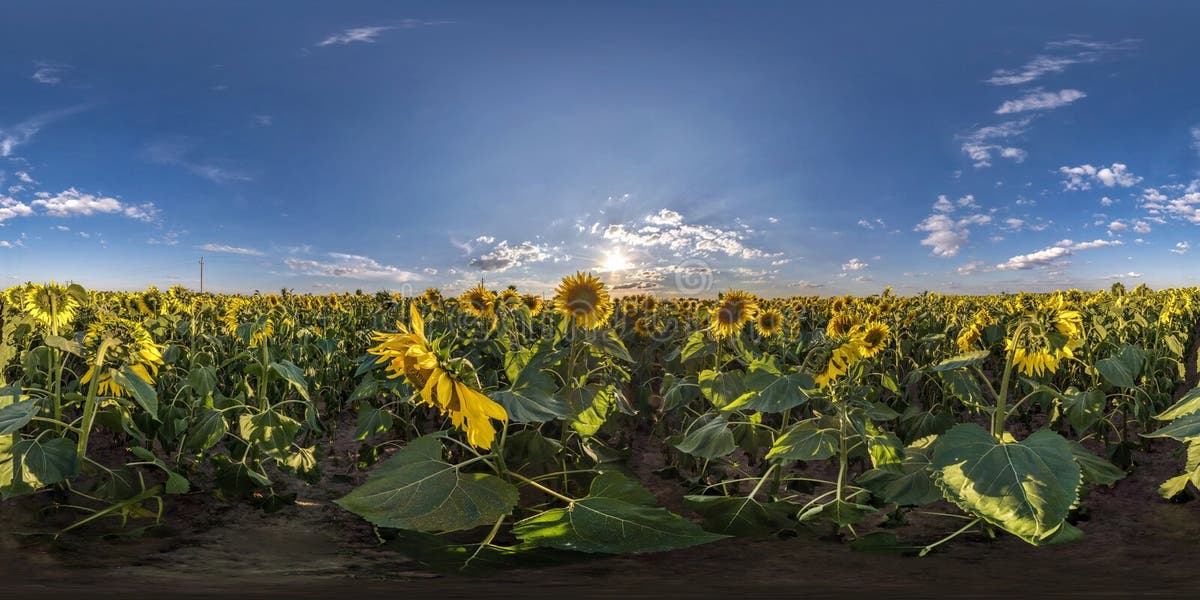 132 Flower Hdri Stock Photos - Free & Royalty-Free Stock Photos from ...