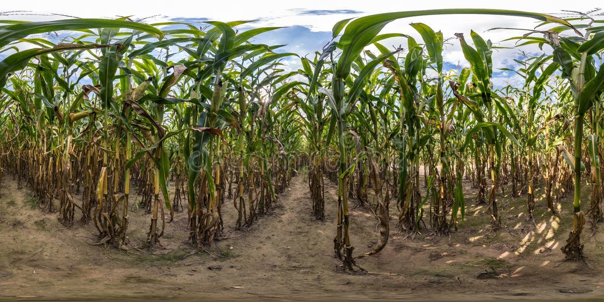 360 Corn Field Stock Photos - Free & Royalty-Free Stock Photos from ...