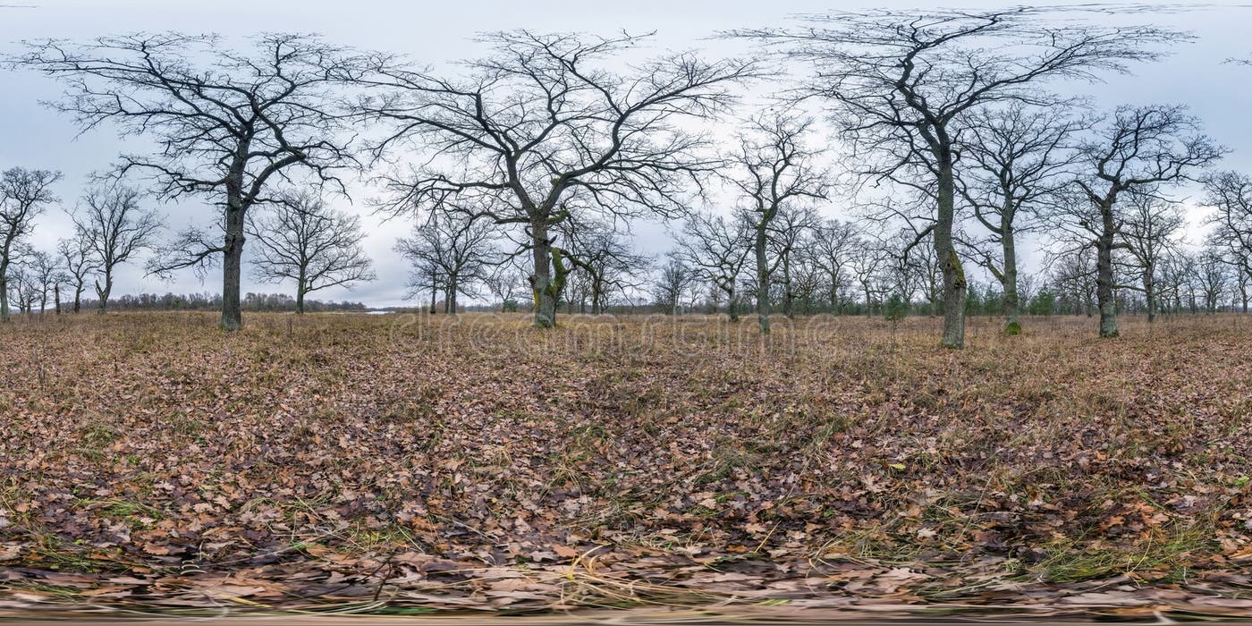 118 Dark Forest Hdri Stock Photos - Free & Royalty-Free Stock Photos ...