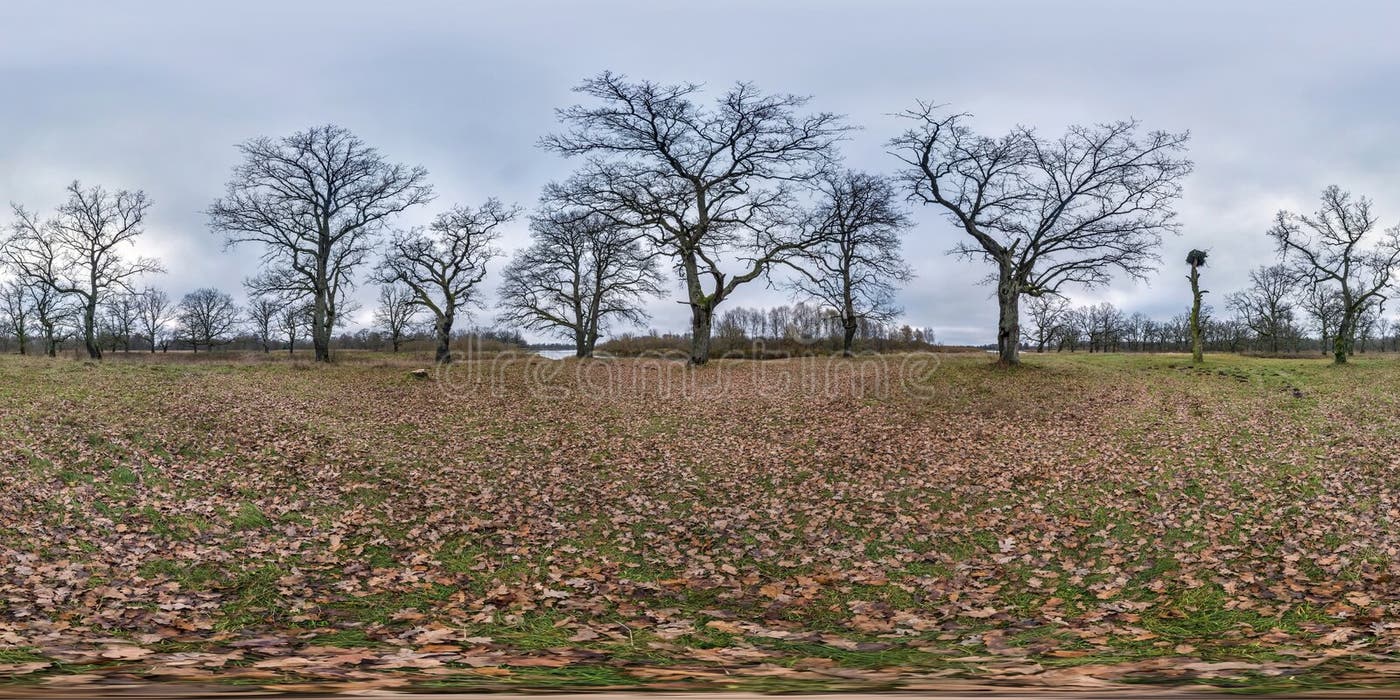 118 Dark Forest Hdri Stock Photos - Free & Royalty-Free Stock Photos ...