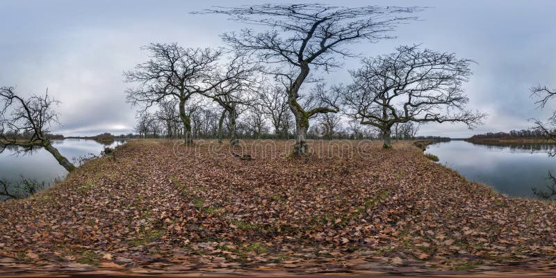 Full Seamless Spherical Hdri Panorama 360 Degrees Angle View among Oak ...