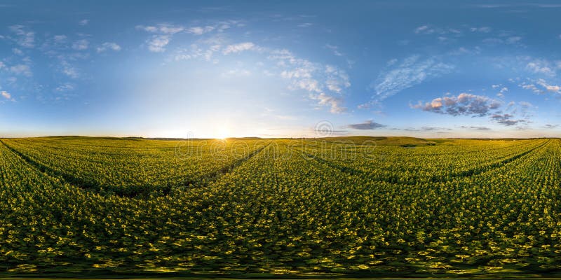 Full Seamless Spherical Hdri 360 Panorama View Over Blooming Sunflowers ...