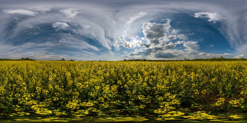 Full Seamless Spherical 360 Hdri Panorama View among Rapeseed Canola ...