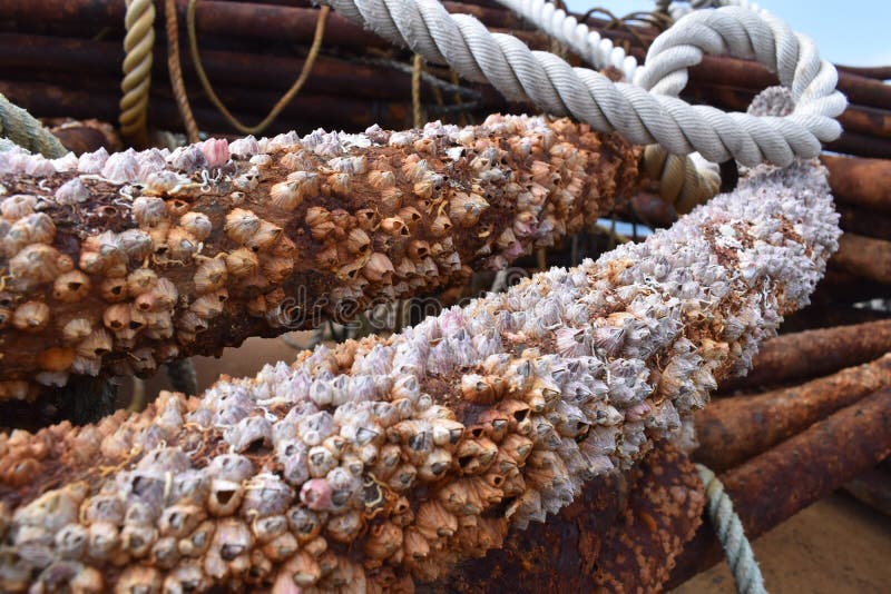 Full of the Seashells on the Old Aged Metals at the Seaport Stock Photo ...
