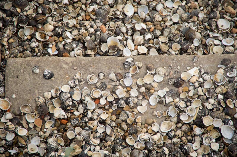 Full of shells stock photo. Image of group, outdoors - 85874490