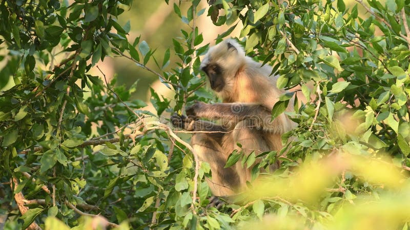 Full Shot of Wild Tarai Gray Langur or Semnopithecus Hector on Tree ...