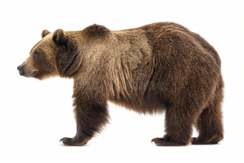 Side Profile of a Brown Bear Isolated on White Stock Image - Image of ...