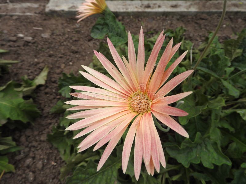 Full flower stock image. Image of full, size, flower - 116371811