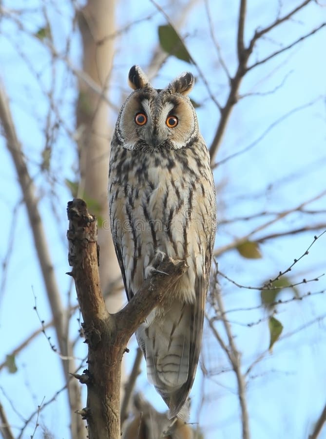 Full Size Portrait of Long Eared Owl Stock Image - Image of sitting ...