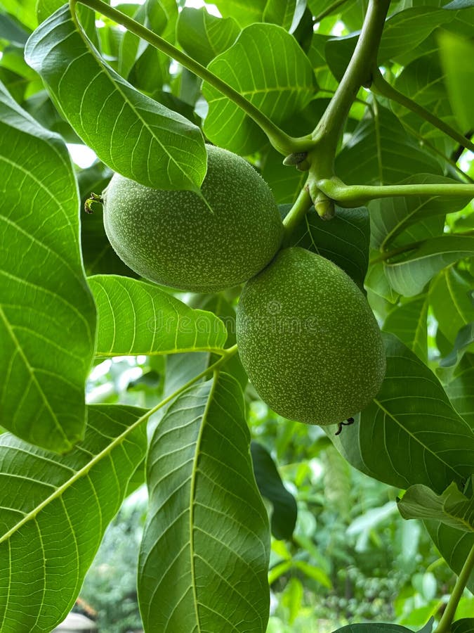 Two Common Walnuts in Growth Attached To Single Branch with Visible ...