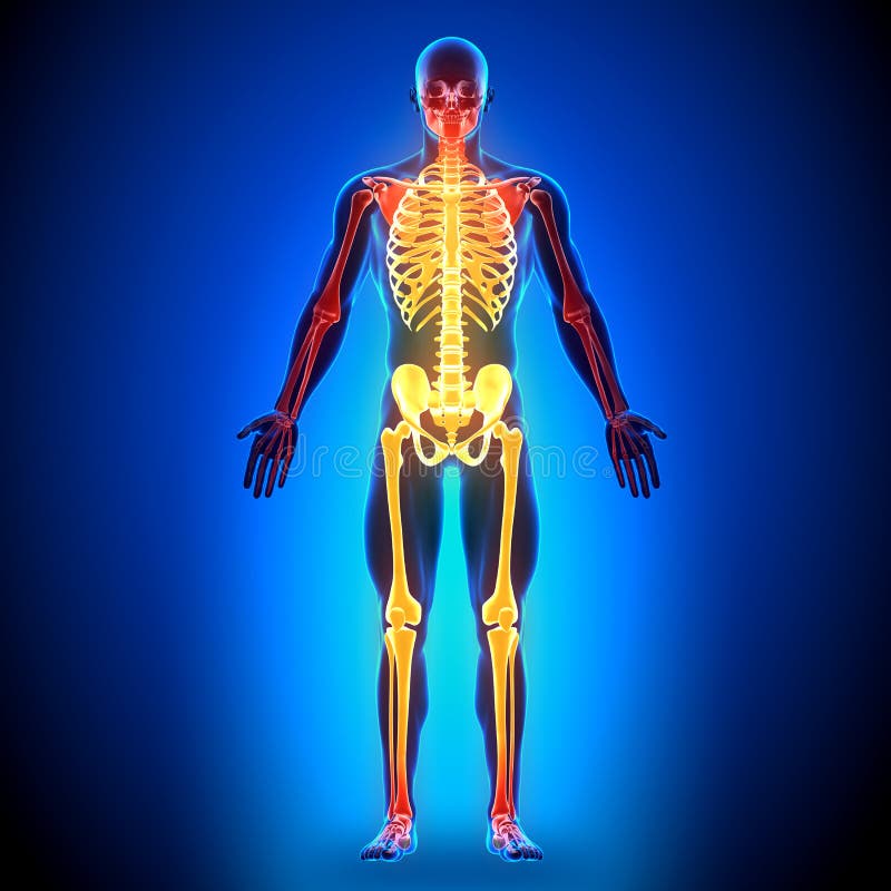 Full Skeleton - Anatomy Bones Stock Illustration - Illustration of bone ...